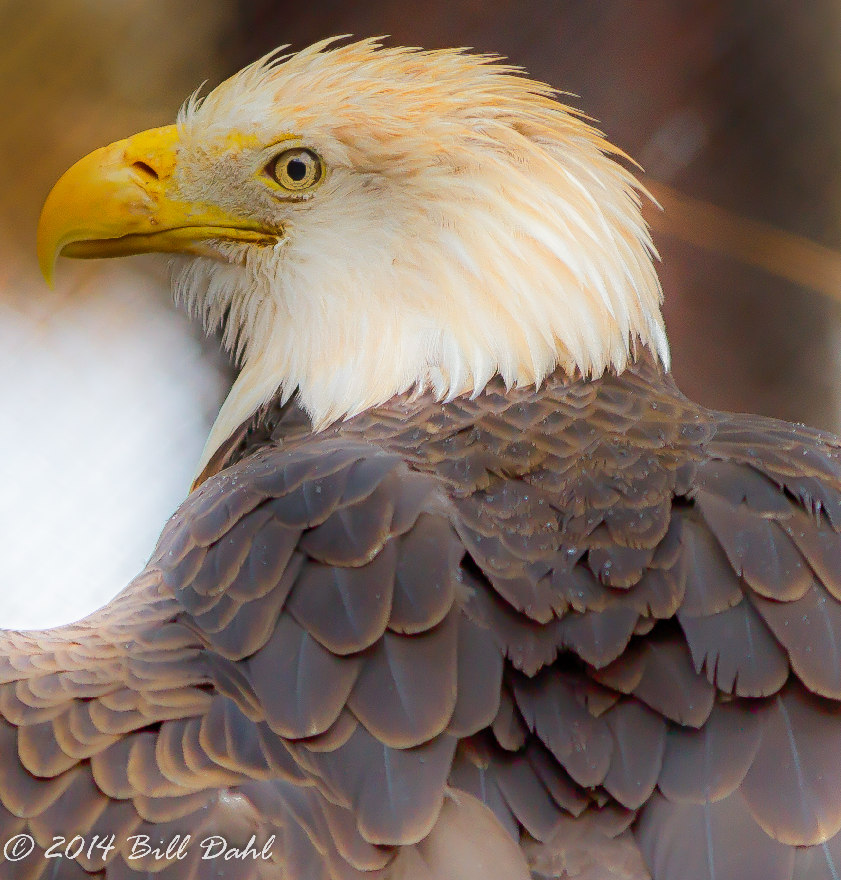 High Desert Birds of Prey - Bill Dahl