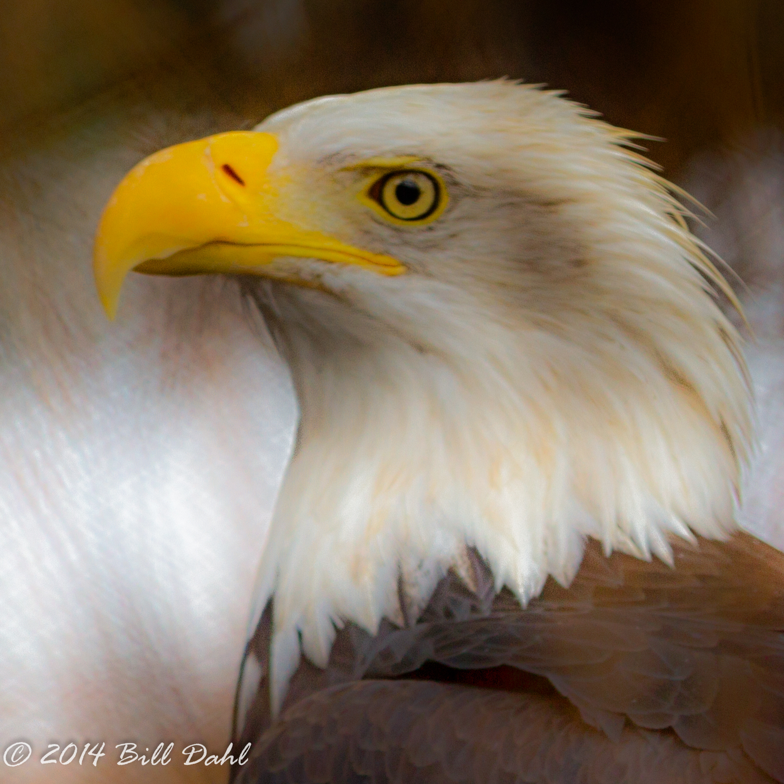 High Desert Birds of Prey - Bill Dahl