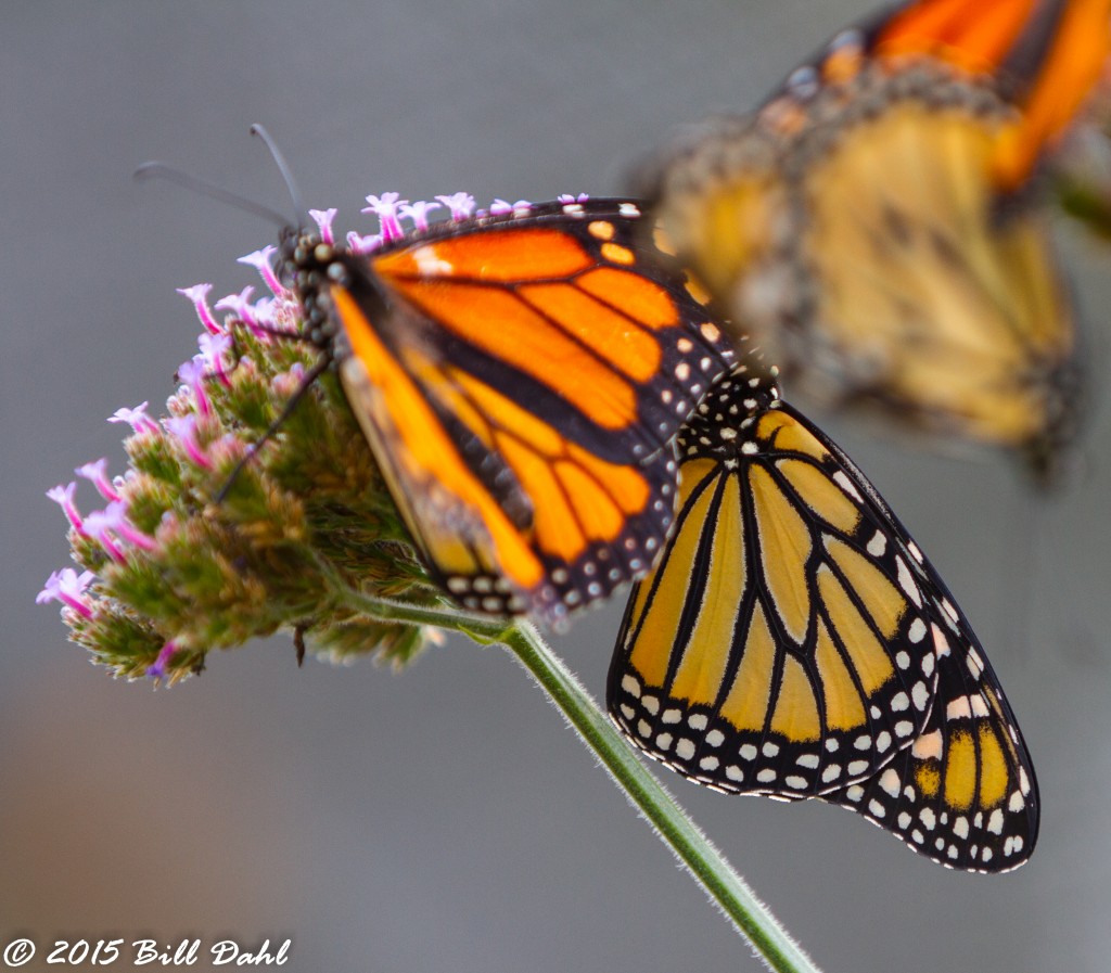 Monarch Butterfly 1 - Bill Dahl