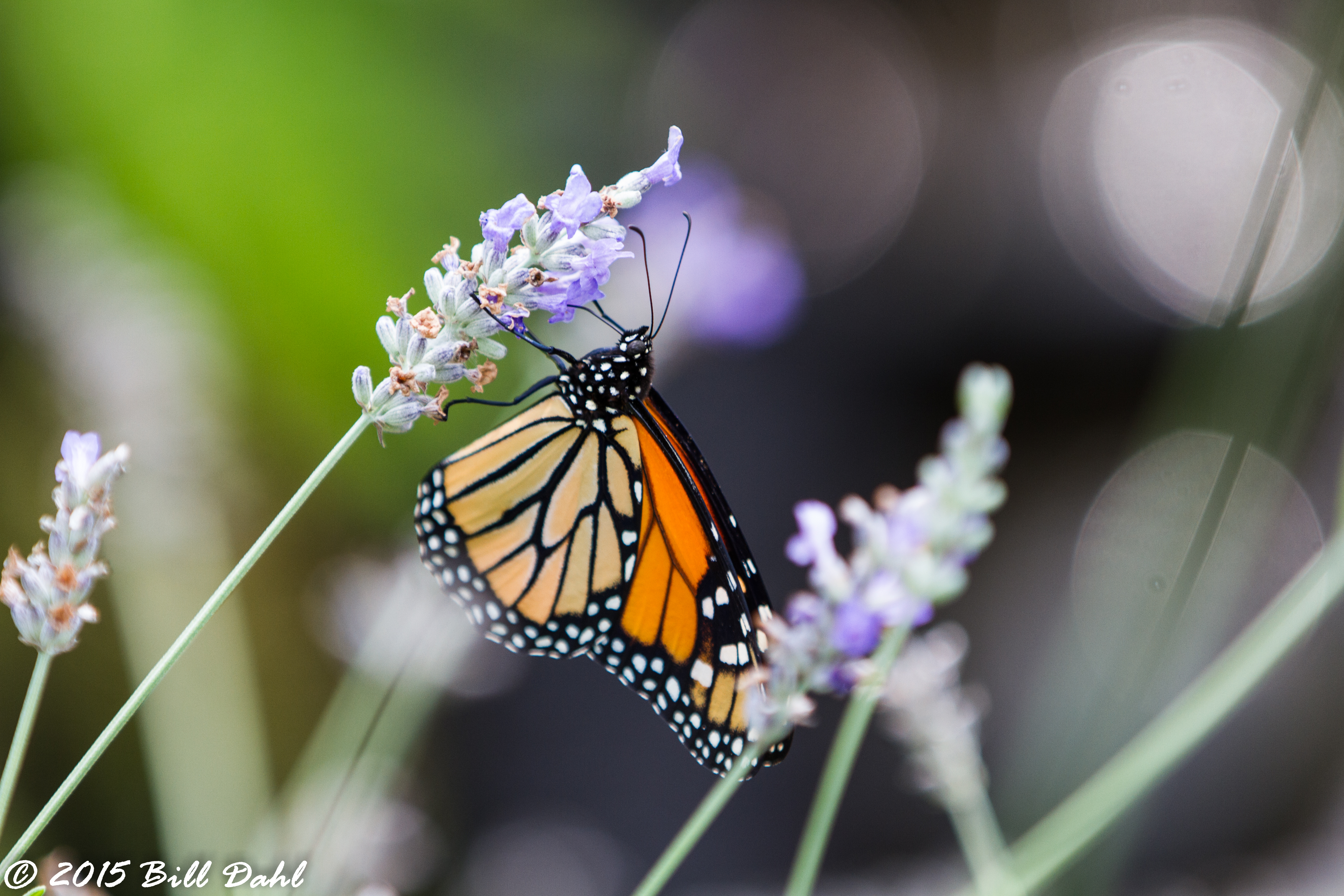Monarch Butterflies - Bill Dahl