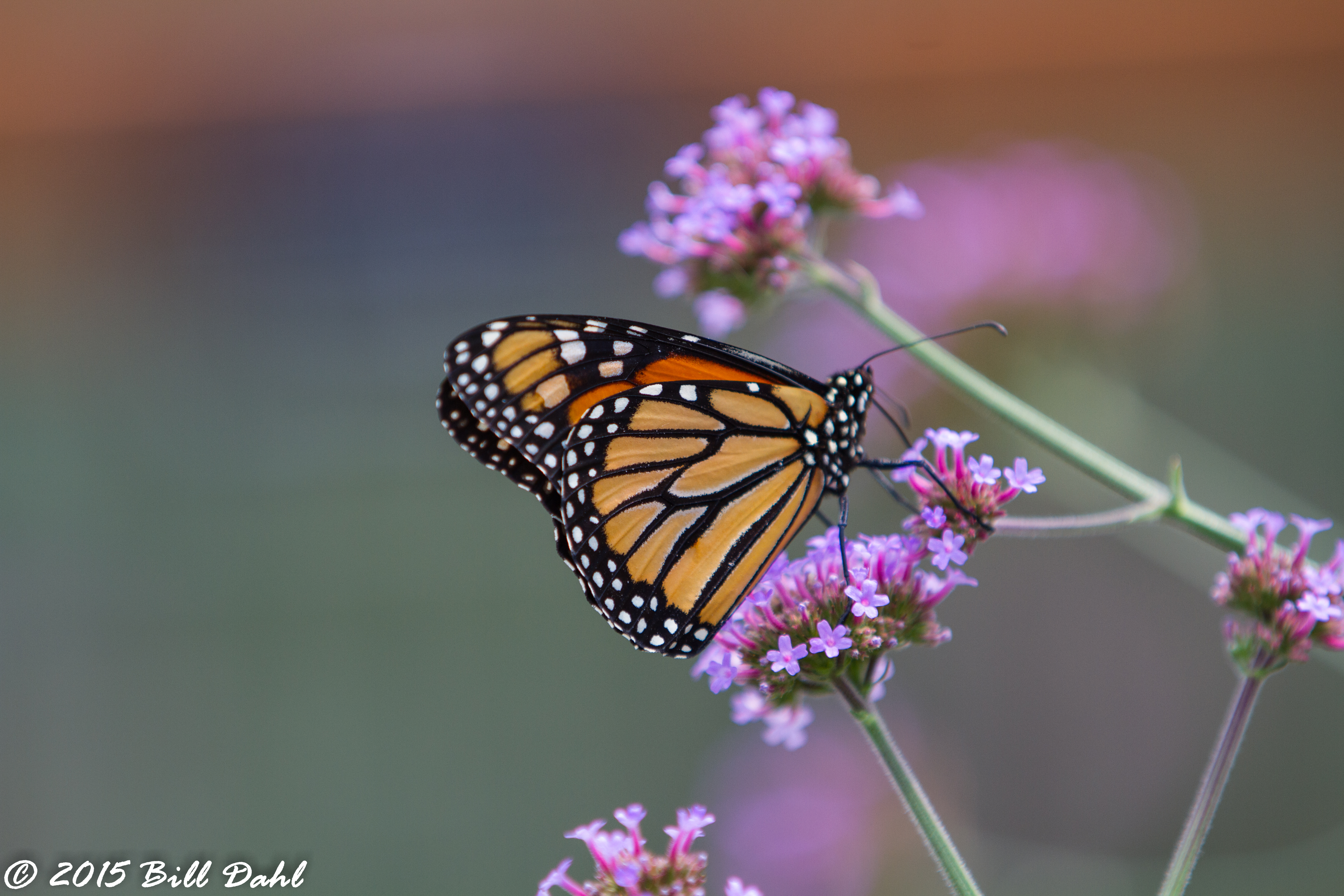 Monarch Butterflies - Bill Dahl