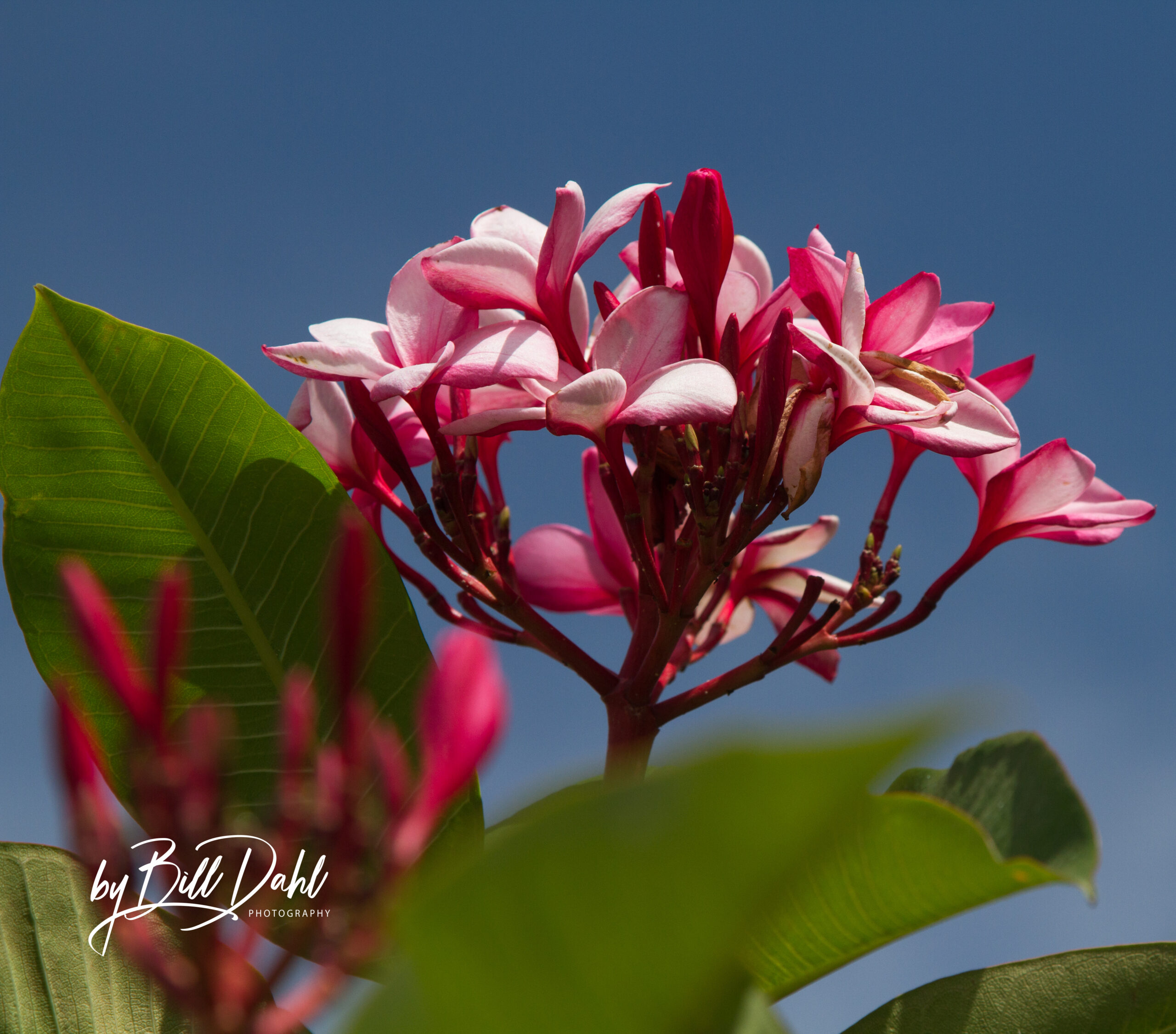 The Incredible Spring Beauty of Central Mexico - Bill Dahl