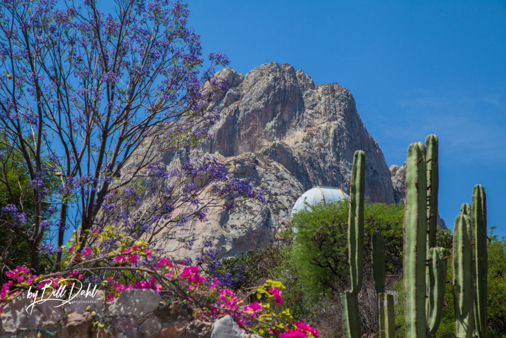 The Flowers and Flora of Ajijic-Chapala - Bill Dahl
